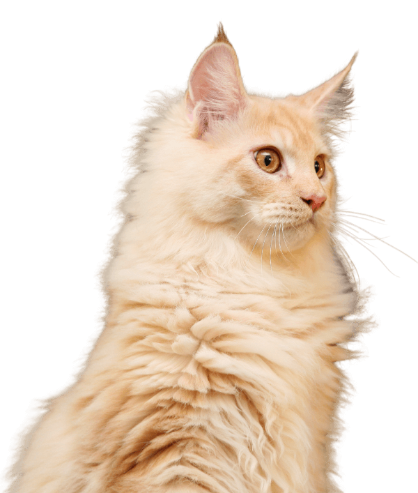Best Animal Hospital In Edgewater, FL | A.C.E Veterinary Clinic