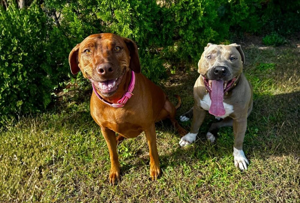 Best Animal Hospital In Edgewater, FL | A.C.E Veterinary Clinic